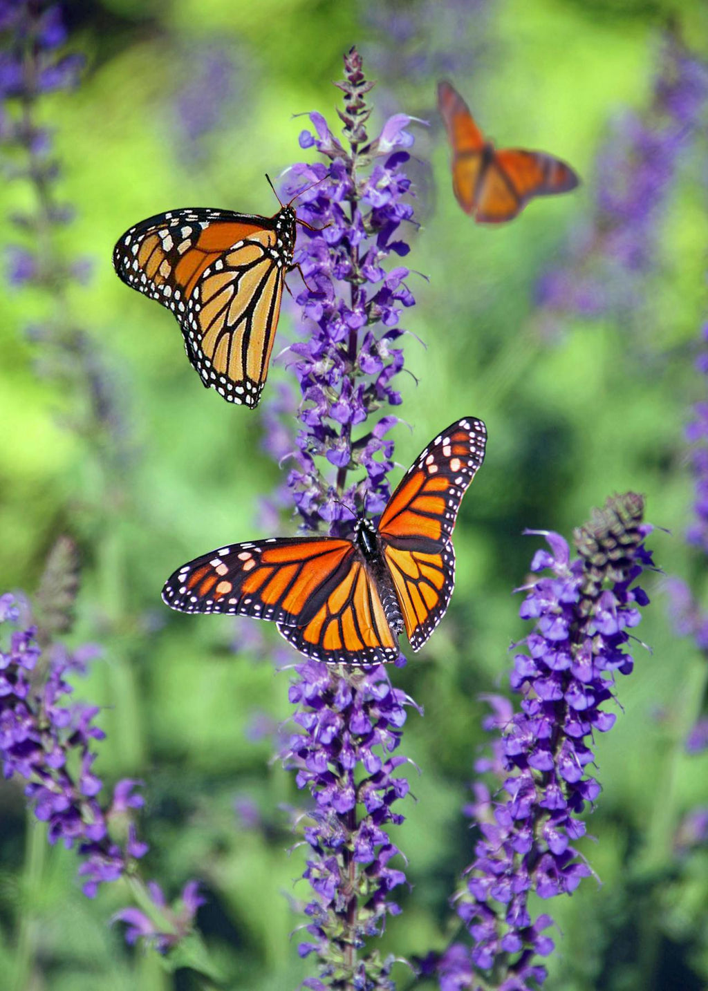 Guide to visiting the Chelsea Flower Show – Flowersby.com