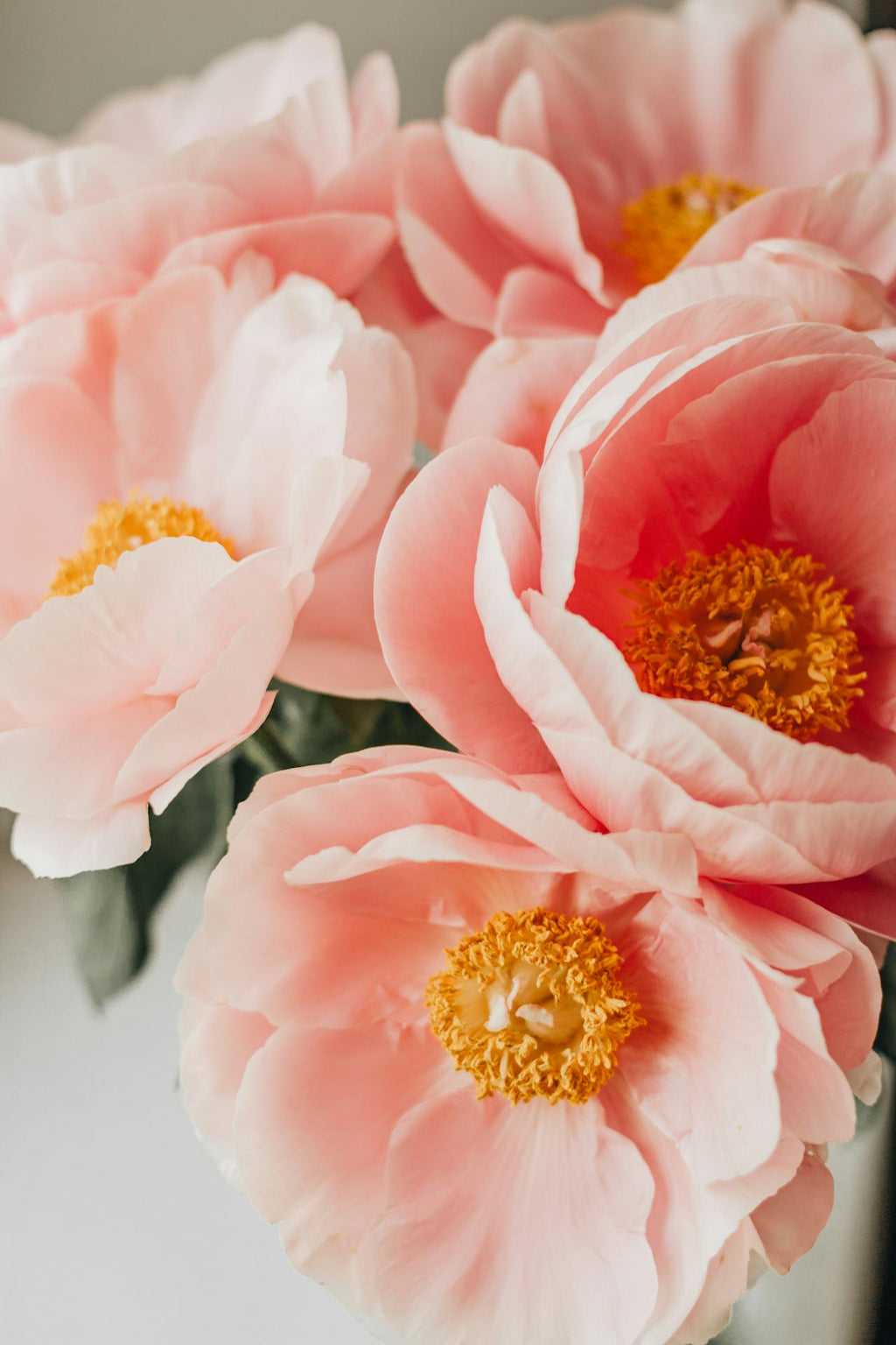 Mastering colour theory in floristry – Flowersby.com