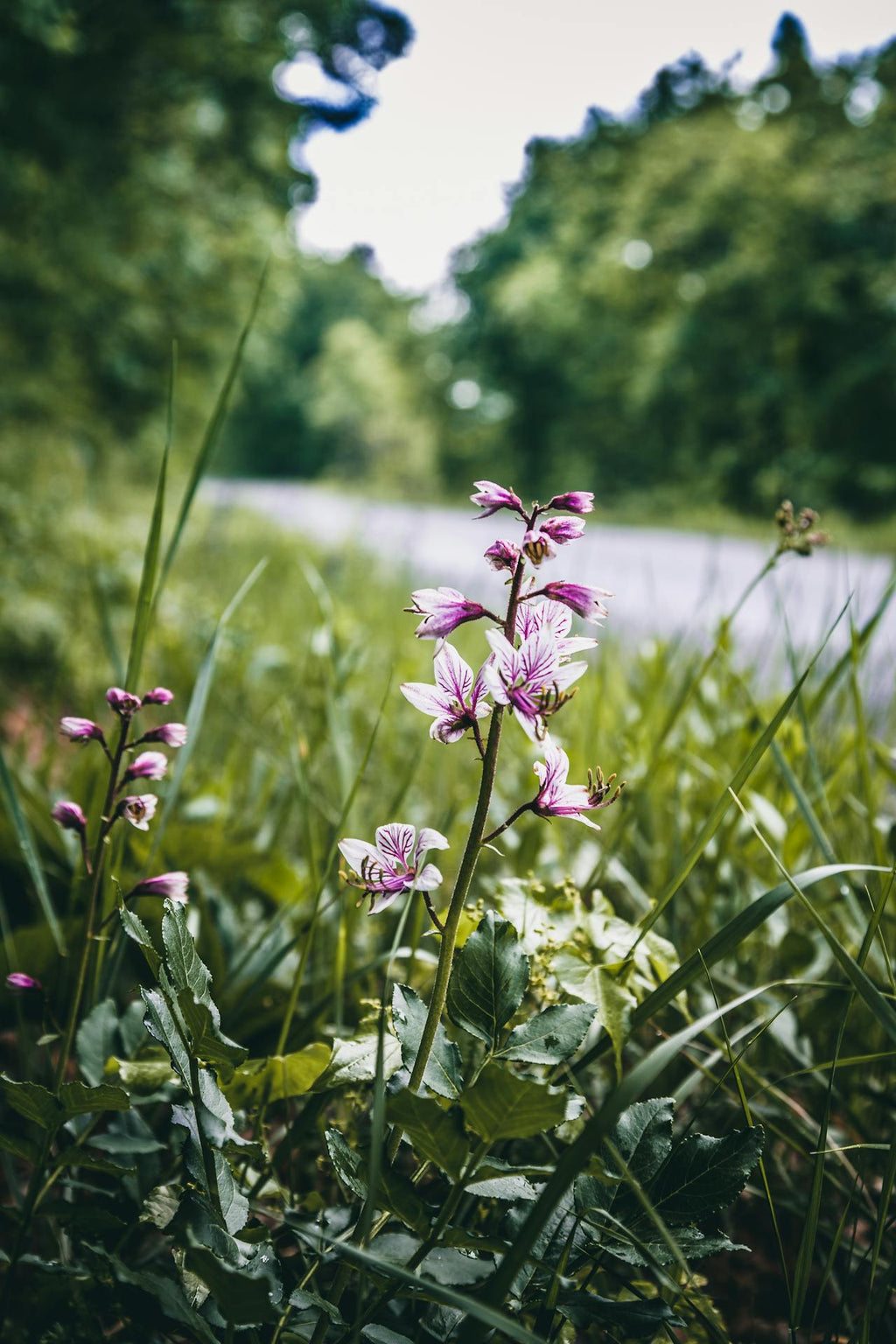 How to forage a wild flower bouquet – Flowersby.com
